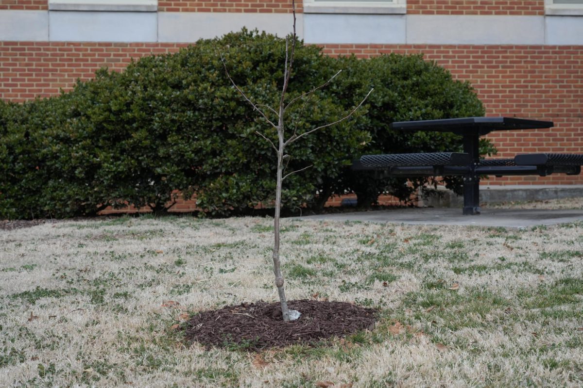When you give a Deacon an apple tree – Old Gold & Black